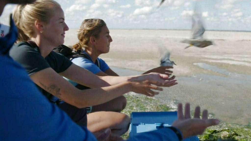 Website report for nos.nl