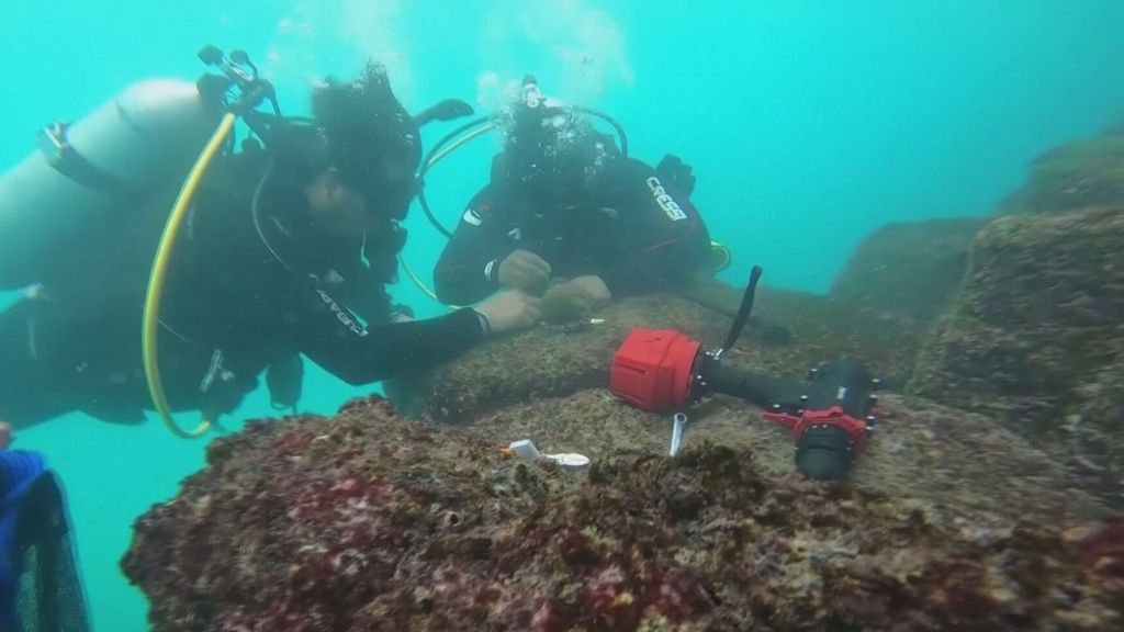 Hier planten ze nieuw koraal op de zeebodem