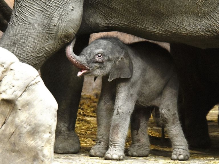 Olifant zit vast onder een dam (en wordt gered)