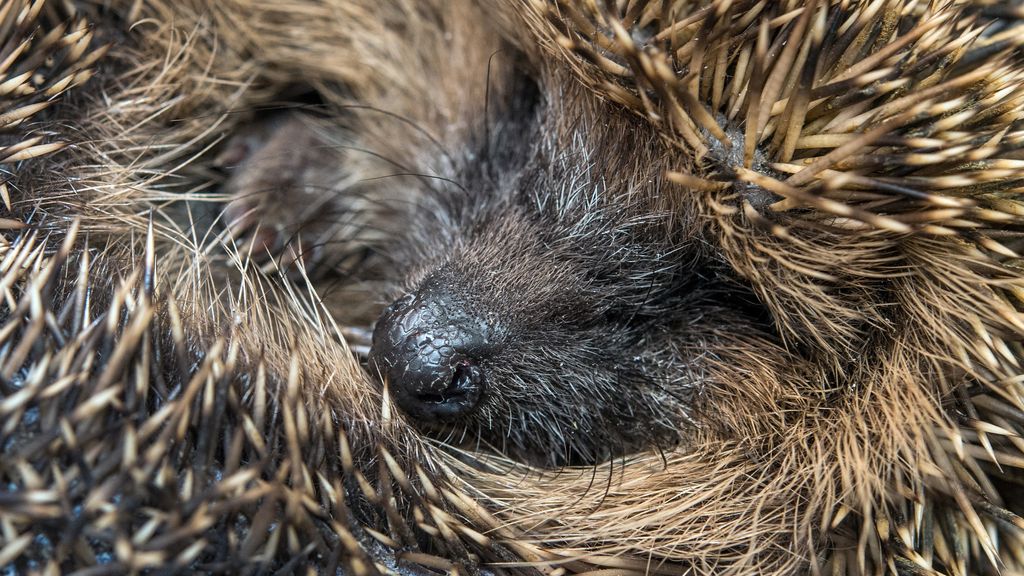 Kindervraag: Hoe plassen en poepen dieren in winterslaap?
