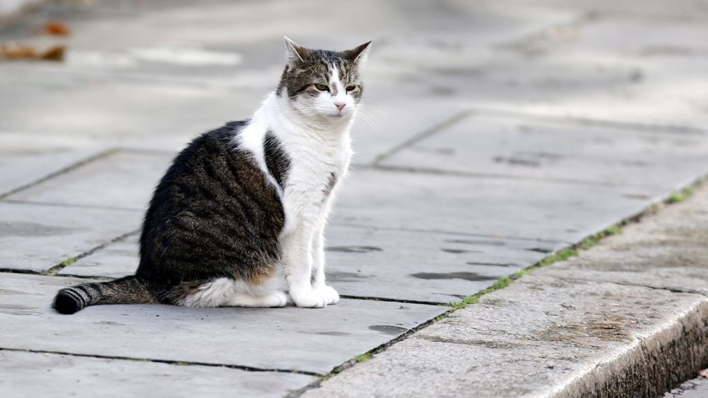 Kat Larry heeft weer een nieuw baasje