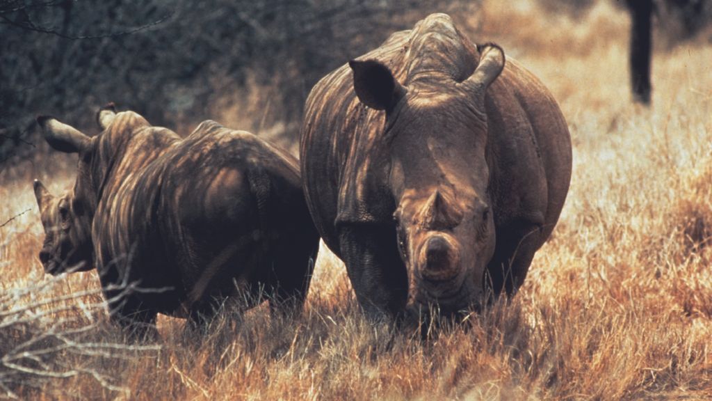 Neushoorns krijgen steeds kleinere hoorns door jagers