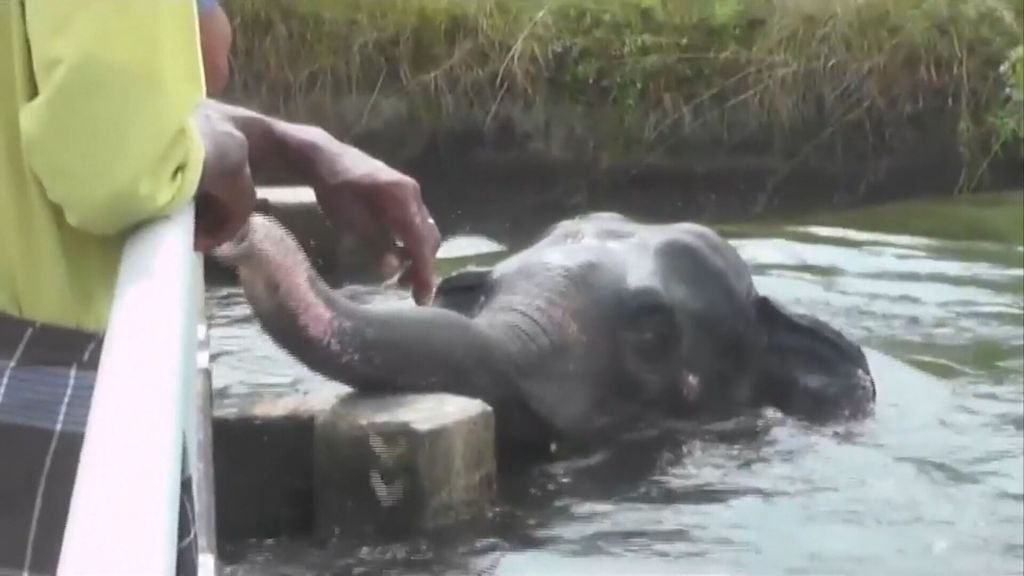 Olifant zit vast onder een dam (en wordt gered)