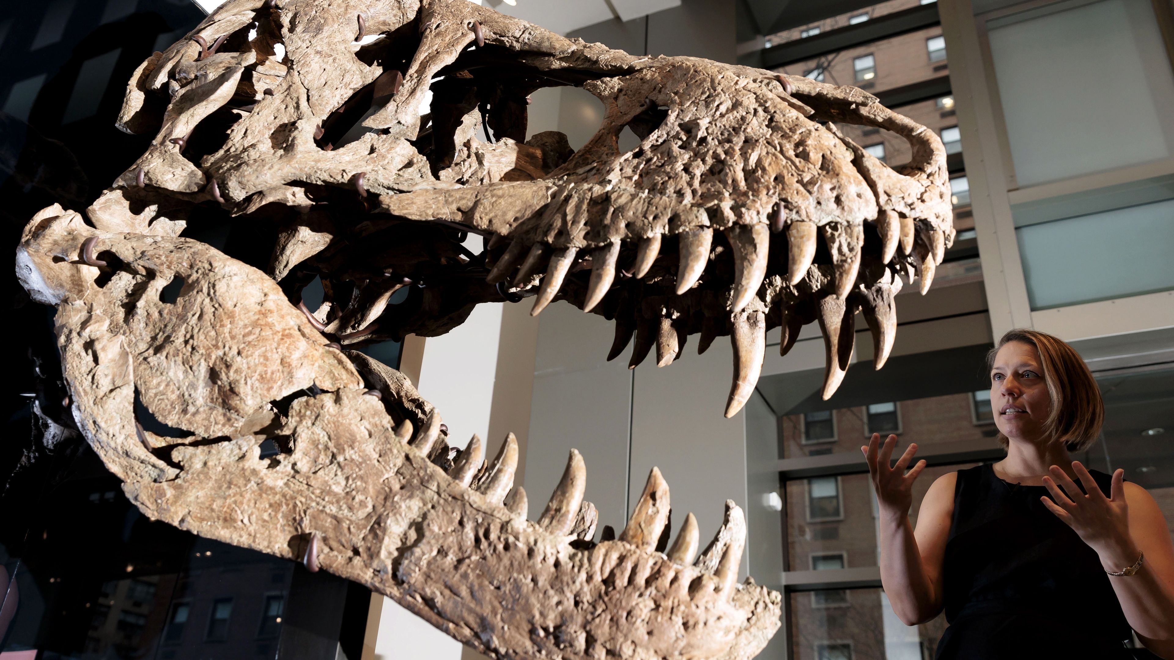 Schedel Van Een Tyrannosaurus