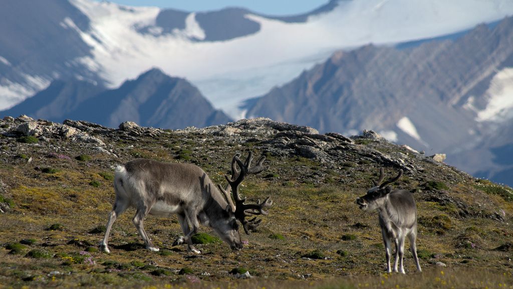 Steeds meer rendieren op de Noordpool door ijs-gras