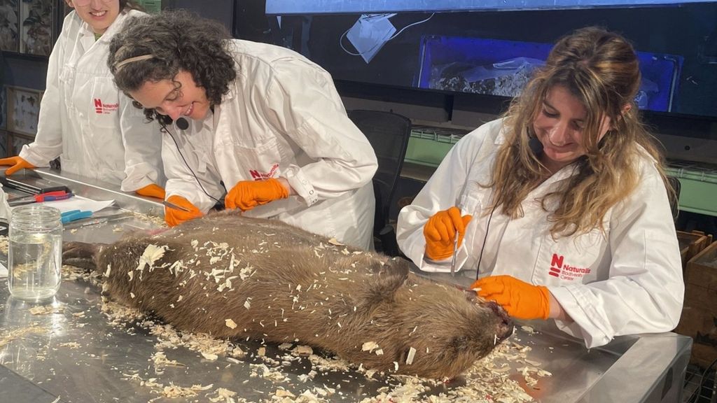 Enorme bever opgezet in museum: 'Even groot als een kind van 10!'