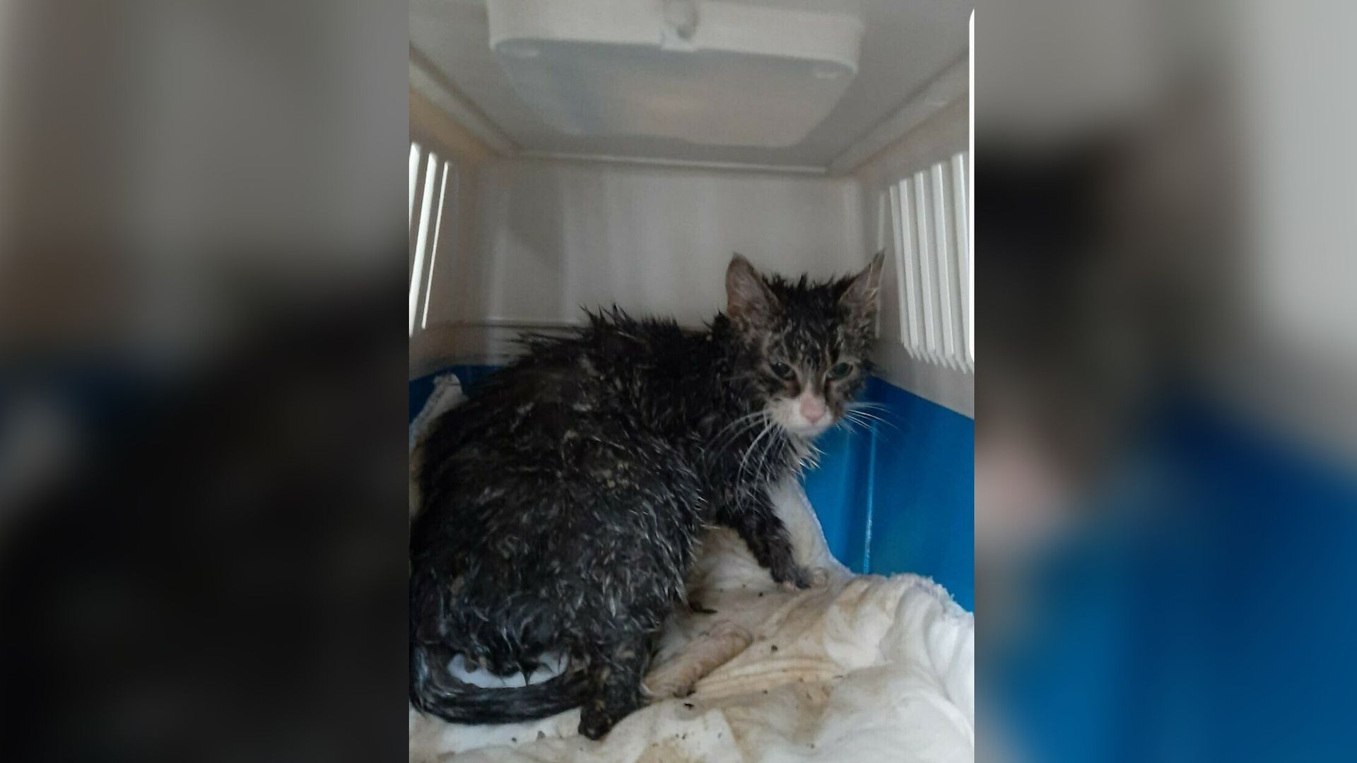 Katje ternauwernood gered uit vuilniswagen - Afvalgids