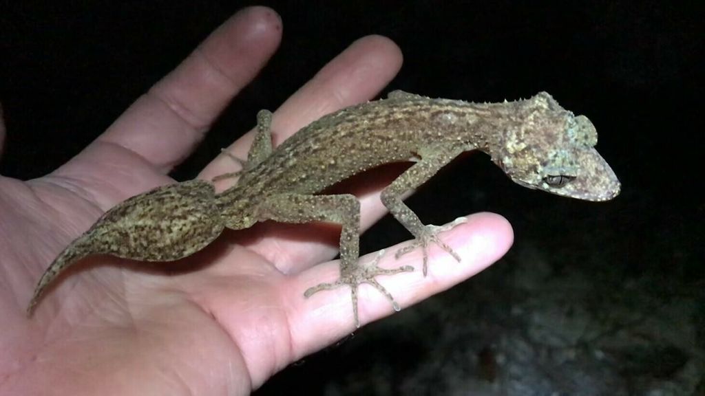 Nieuwe gekko-soort ontdekt: 'Net een kleine draak'