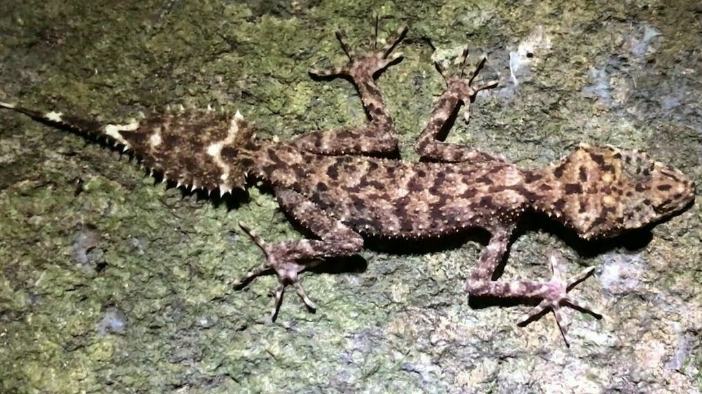 Nieuwe gekko-soort ontdekt: 'Net een kleine draak'