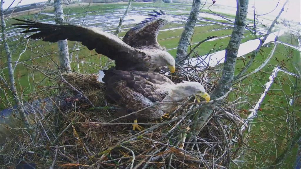 Het gaat lekker met de zee-arend in Nederland