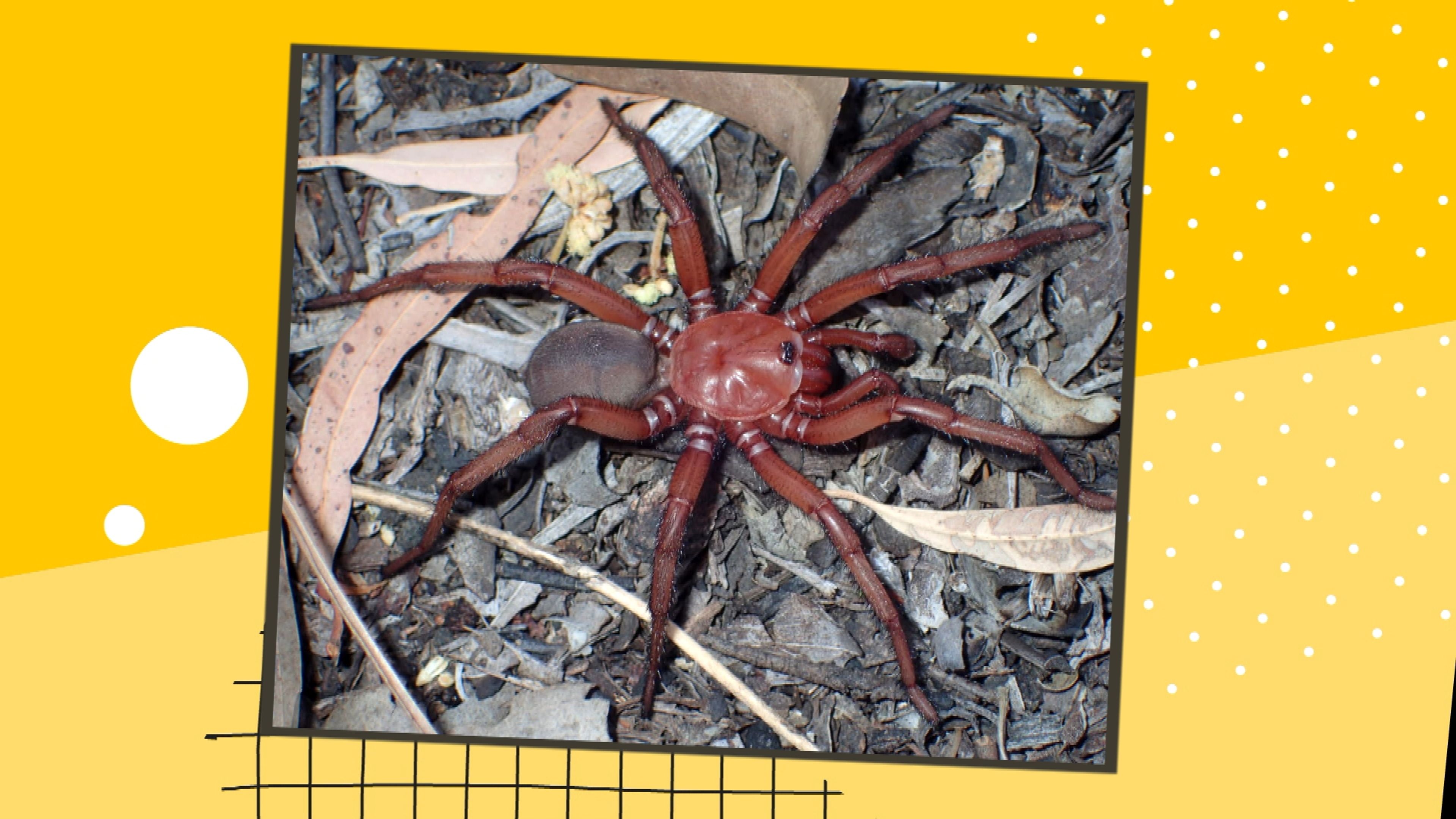 Koninkrijk Van De Spinnen Nep Spin Tarantula Groot Met Haren