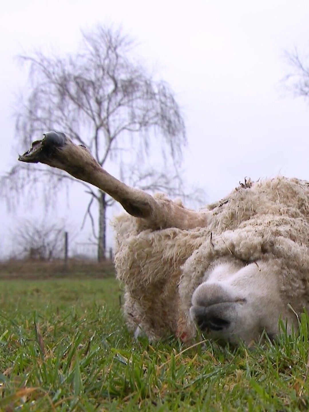 Schapen dood ondanks hek