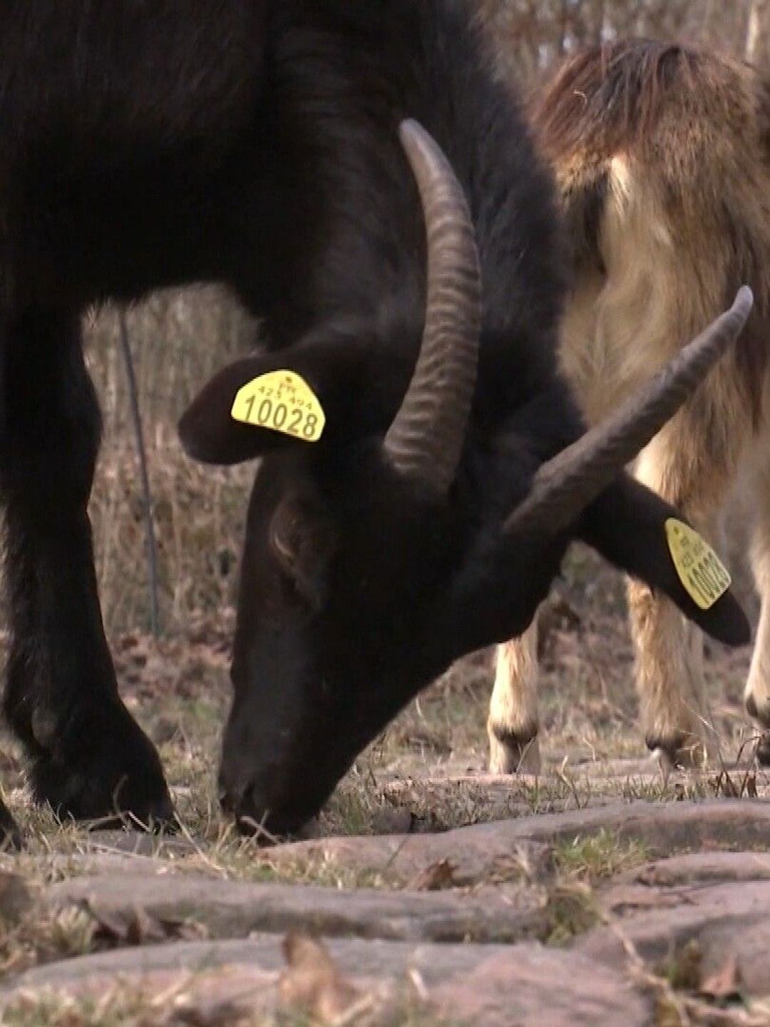 Grazen voor Parijs-Roubaix