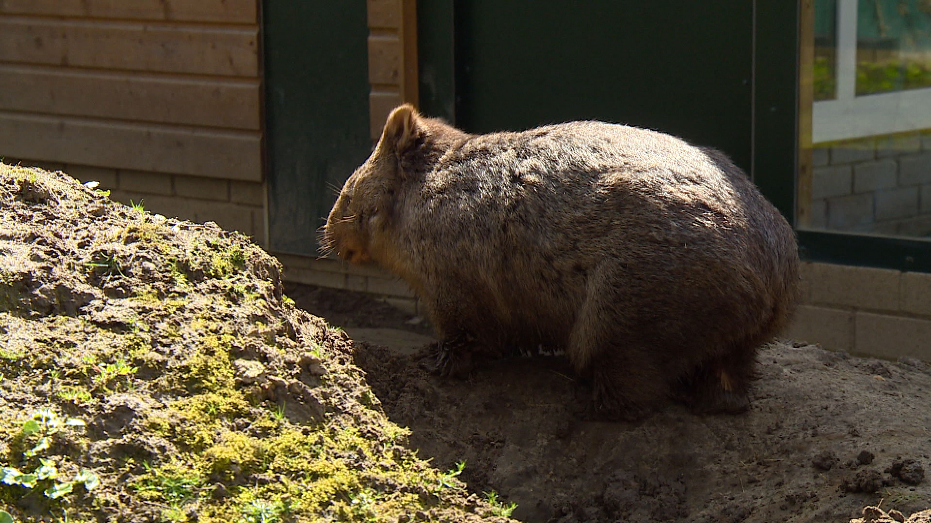 Wombat Buidel