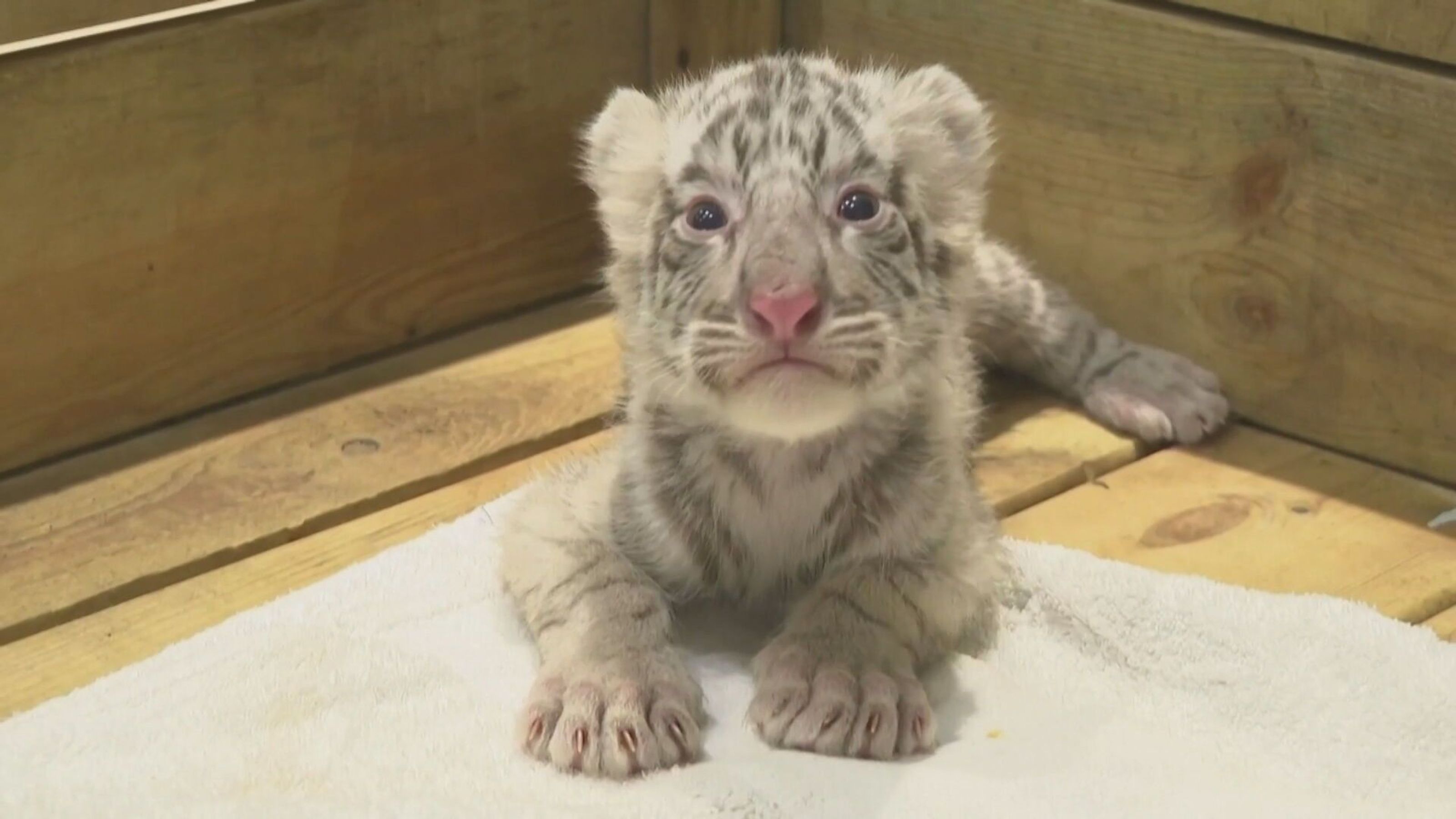 Witte Bengaalse Tijgerkittens