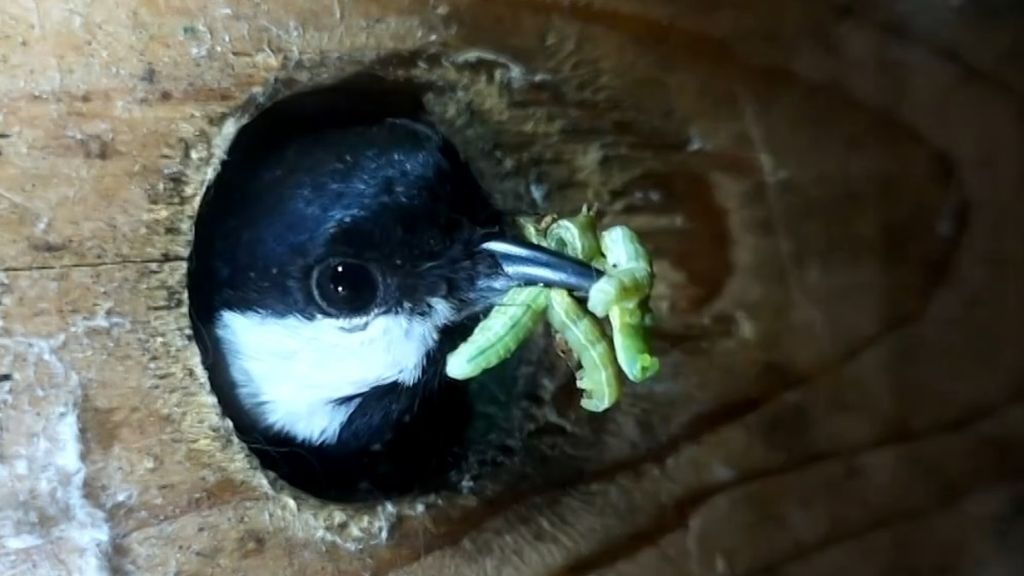 211 rupsen en 63 spinnen: 'slim vogelhuisje' moet vertellen wat ...