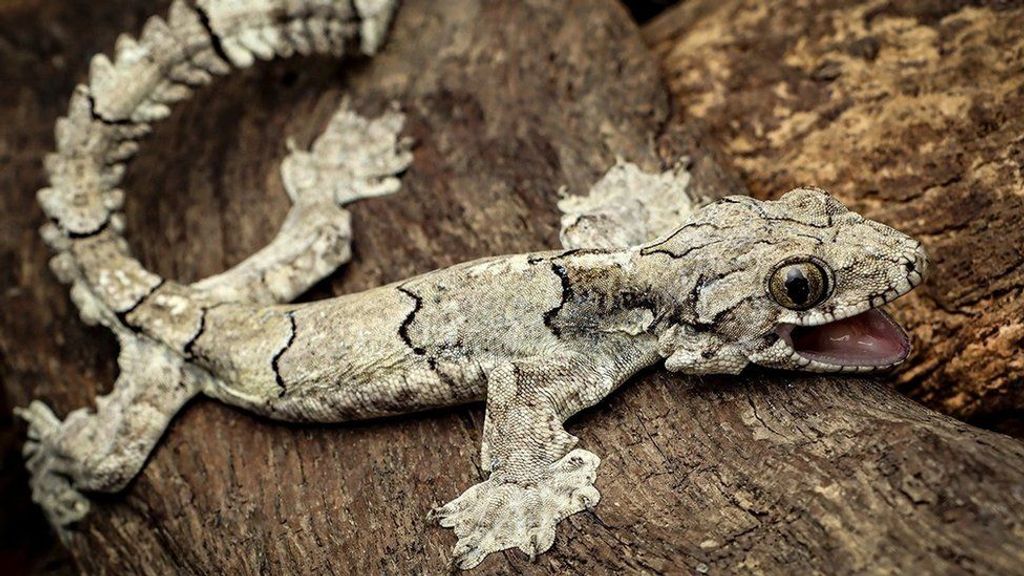 Onderzoekers ontdekken nieuwe vliegende gekko in India