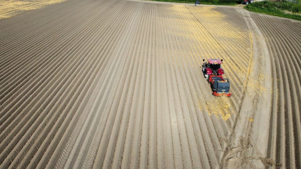 Stro op aardappelveld moet bladluis 'in verwarring brengen' en ziekten ...