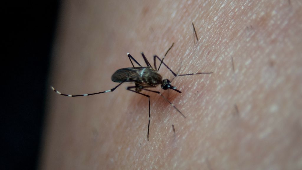 Waarom is de mug het dodelijkste dier ter wereld?