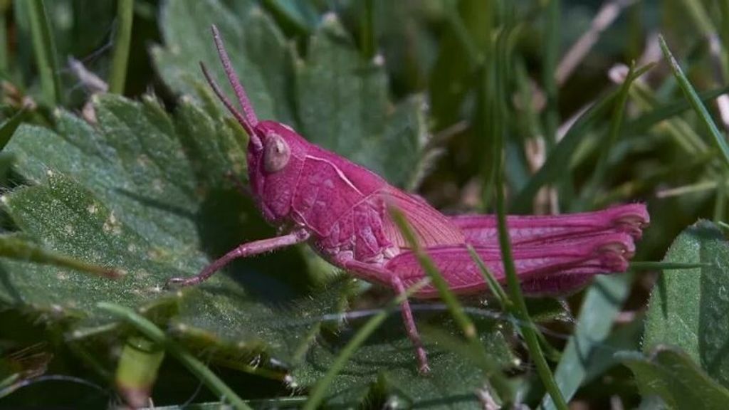 Zeldzame roze sprinkhaan gespot in tuin Wales