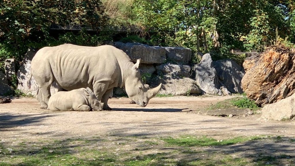 Neushoorn drukt verzorger in dierentuin Salzburg dood