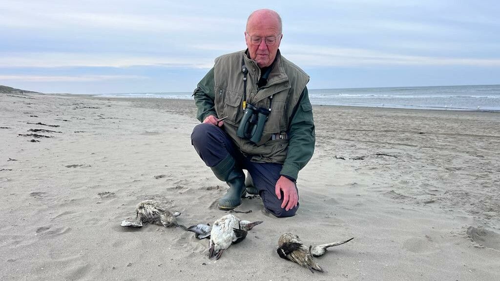 Groot raadsel: Veel dode vogels aangespoeld op Texel