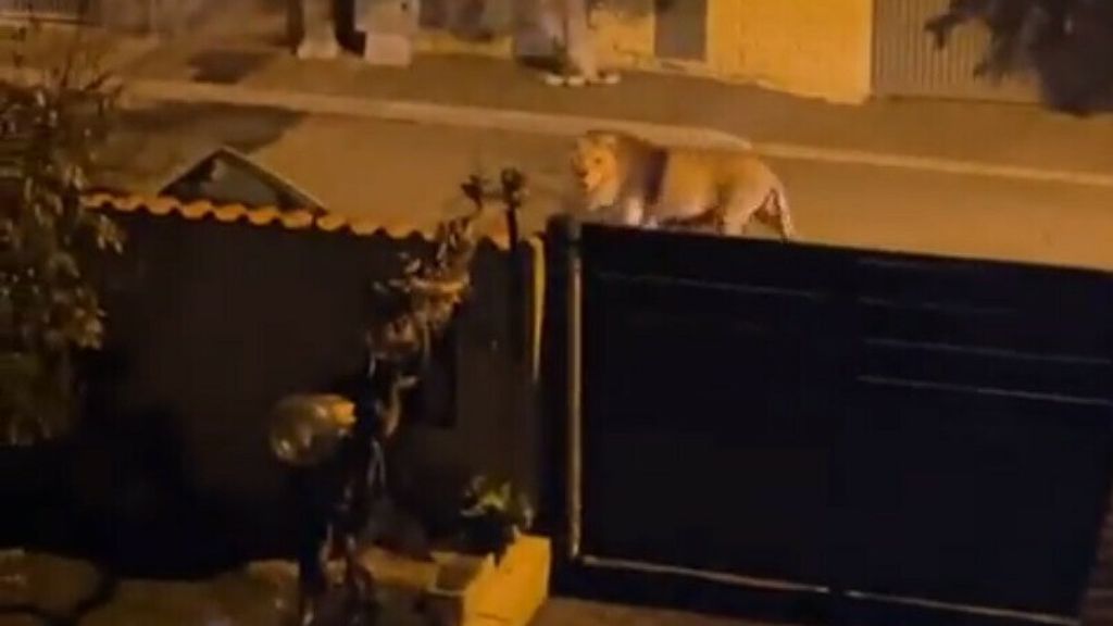 Leeuw ontsnapt uit circus en wandelt door stadje