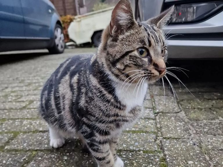 Oli de bootkat doet mee aan grote zeilrace