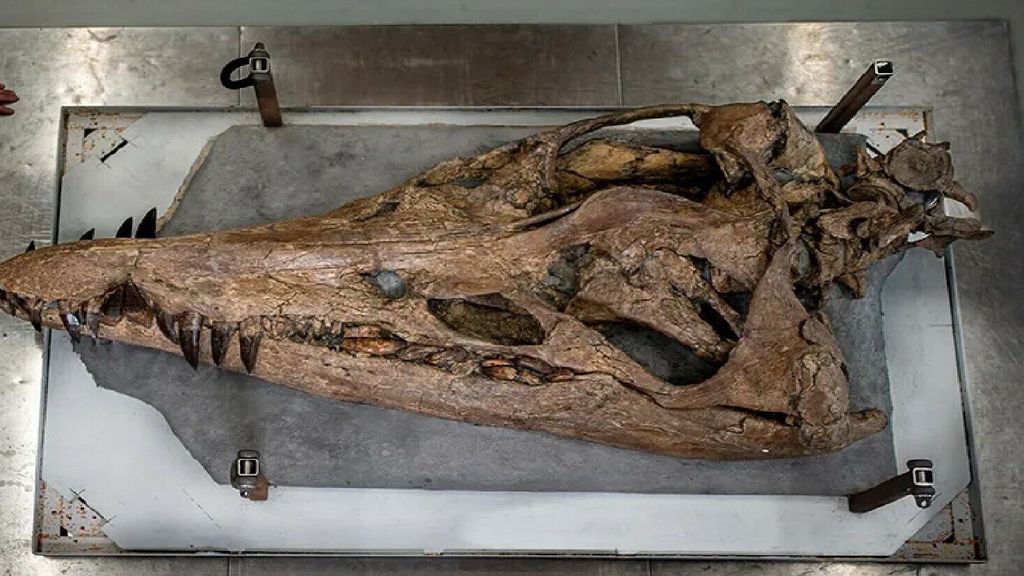 Schedel van reusachtig zeemonster gevonden aan Engelse kust