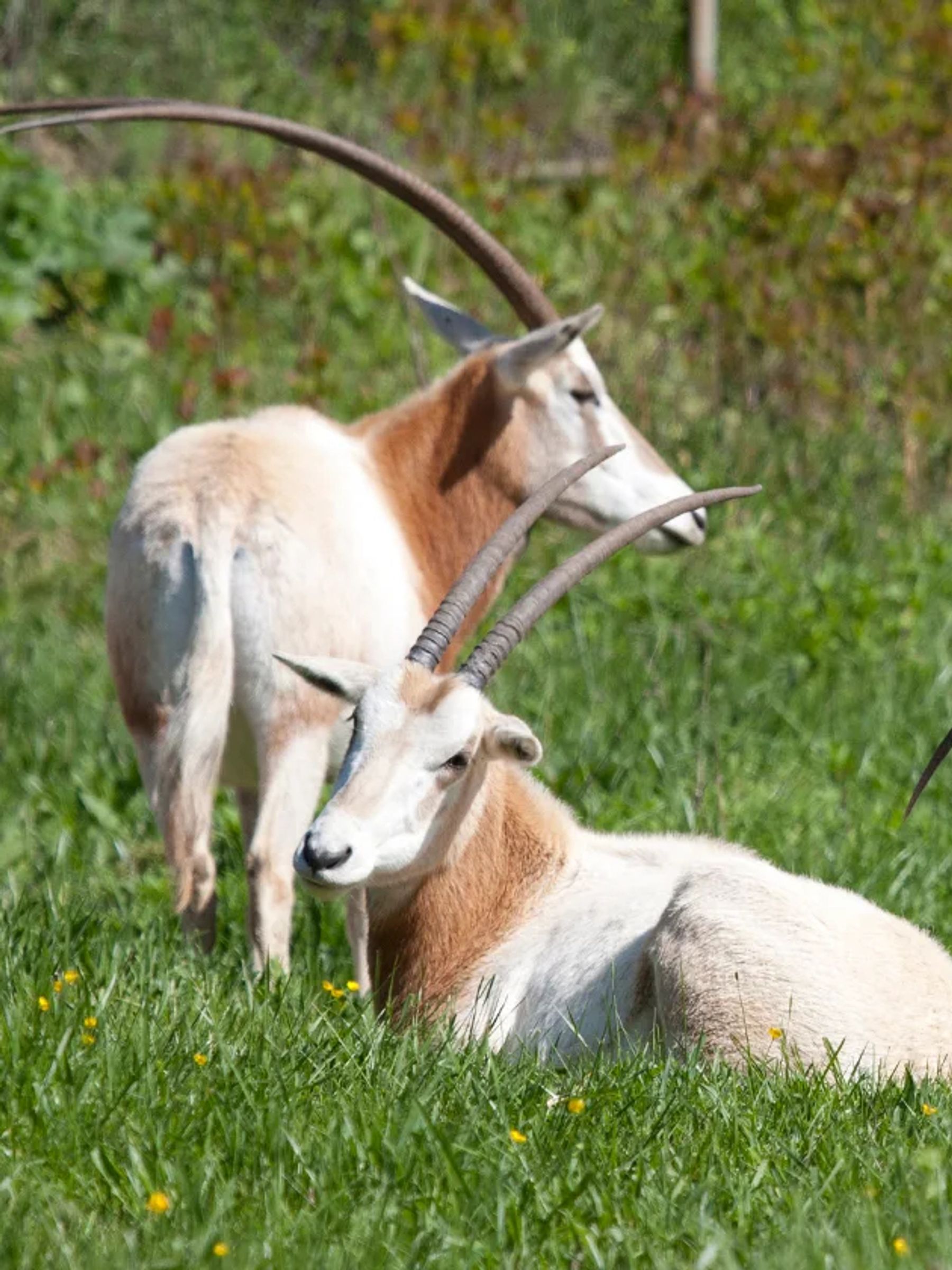 Antilope Dyr