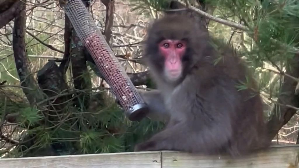 Zoektocht in Schotland naar ontsnapte aap: 'Zit goed verstopt'