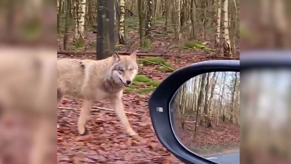 Wolf komt heel dichtbij auto: 'Misschien is hij gevoerd'