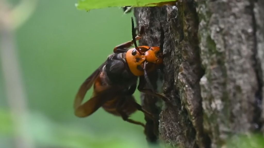 Moeten we ons zorgen maken over deze grote wesp?