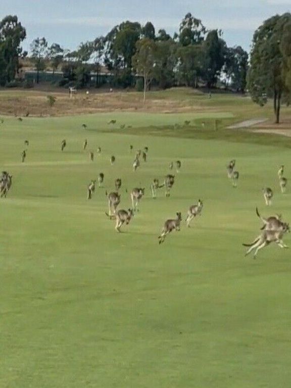 Wow! Kudde kangoeroes neemt golfbaan over