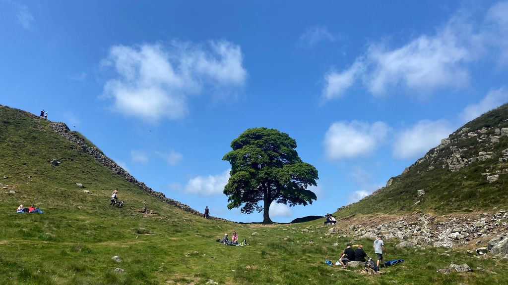 Tweede leven mogelijk voor Britse 'Robin Hood-boom'