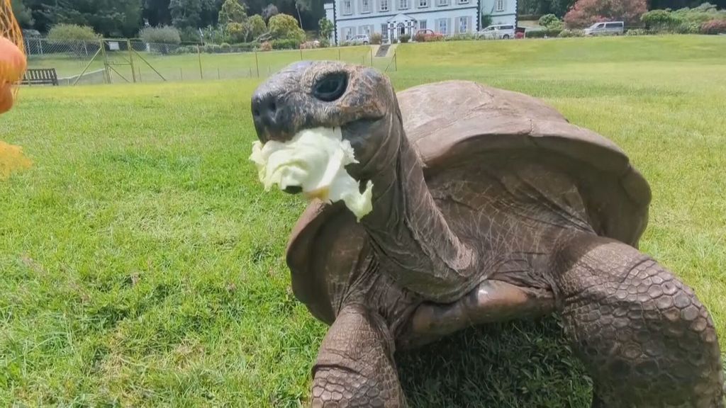 Dit is het oudste levende landdier ter wereld