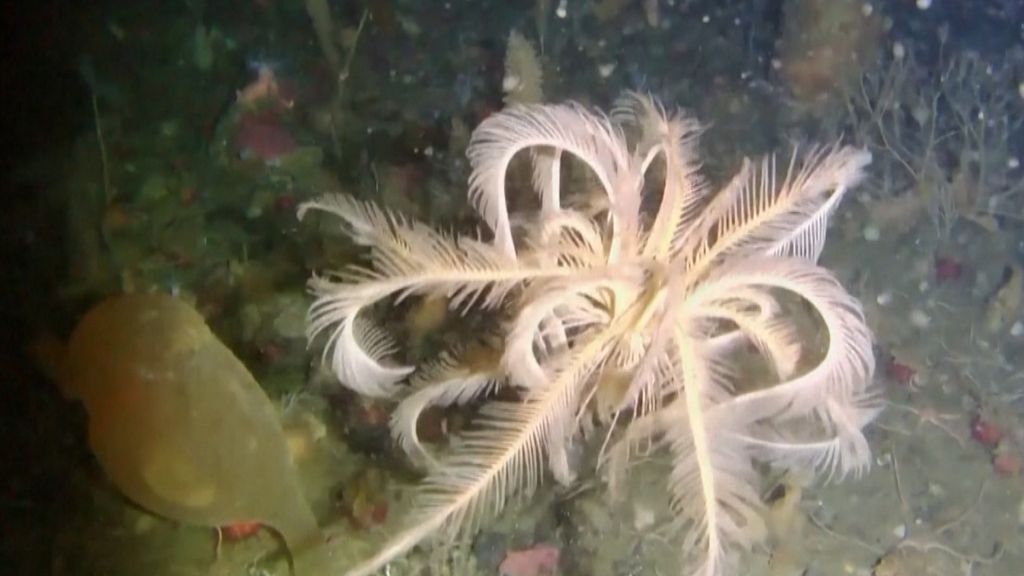Nieuw diertje ontdekt op de bodem van de zee