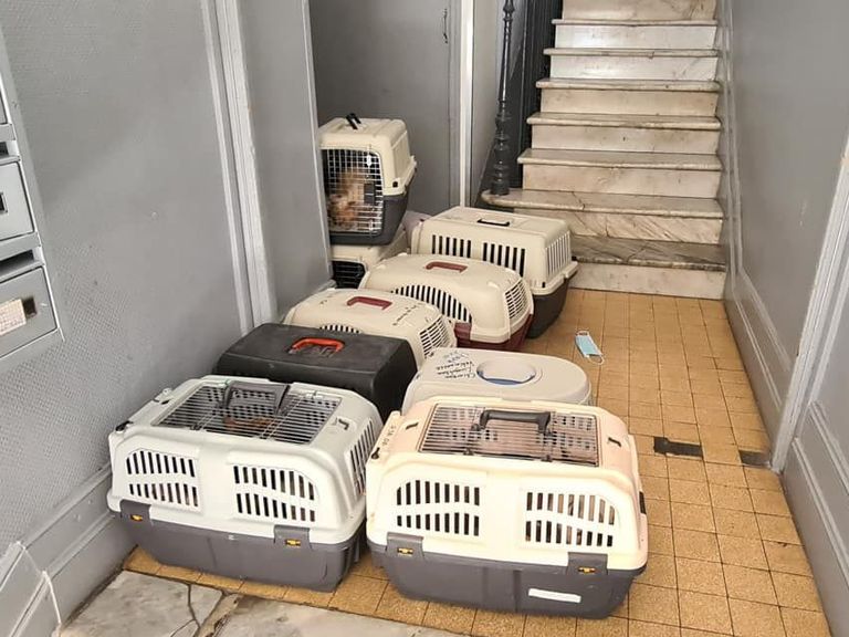 Frans echtpaar krijgt levenslang verbod op huisdieren en jaar ...