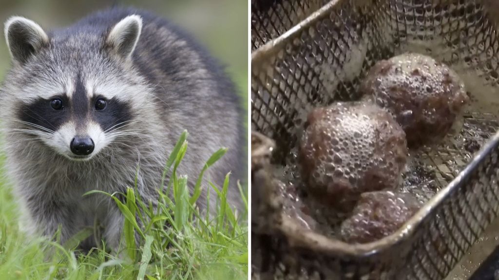 Deze gehaktballen zijn gemaakt van... wasberen-vlees!