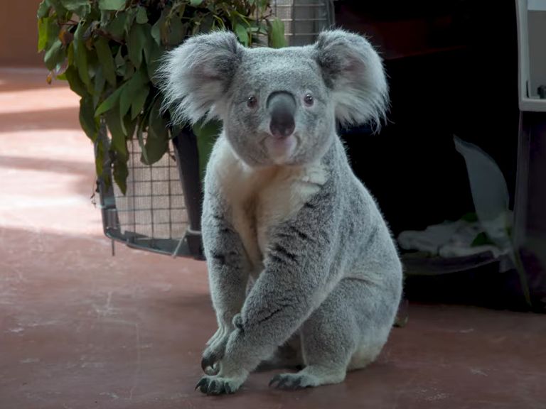 Voor het eerst koala geboren in Nederland