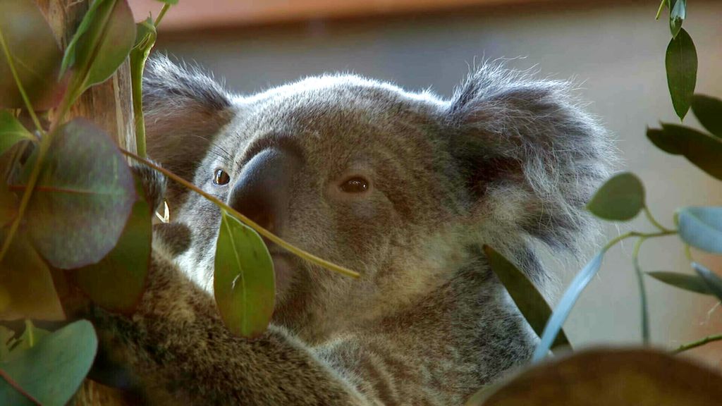 Voor het eerst koala geboren in Nederland