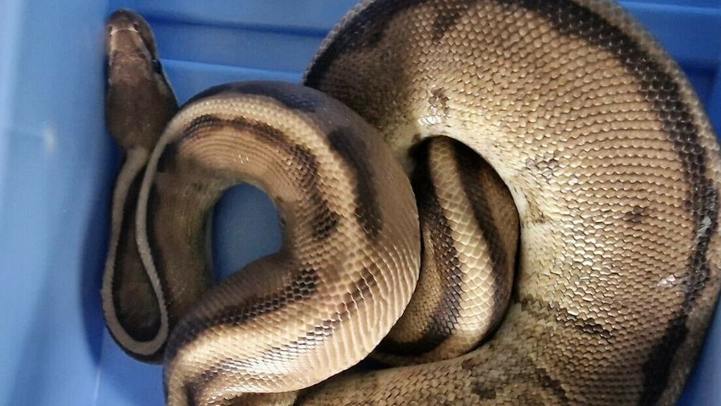 Wow! Koningspython gevonden tussen hockeyvelden