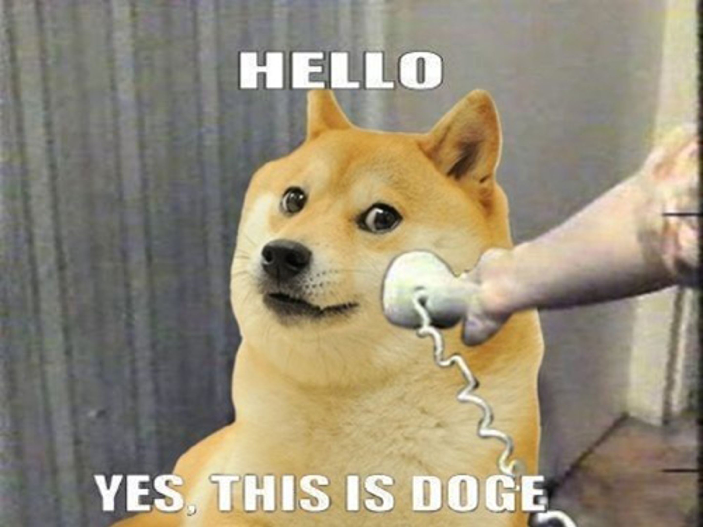 Hund Memes Hond Versus Kat; Wie Is De Grote Winnaar? Petbnb Blog