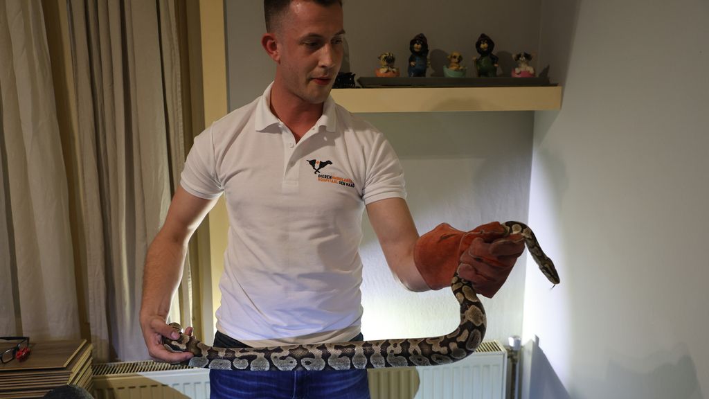 Inwoner Den Haag vindt koningspython achter verwarming