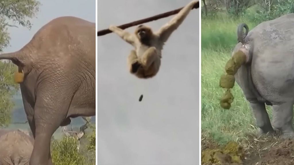 Museum vol poep geopend in VS: waarom eigenlijk?