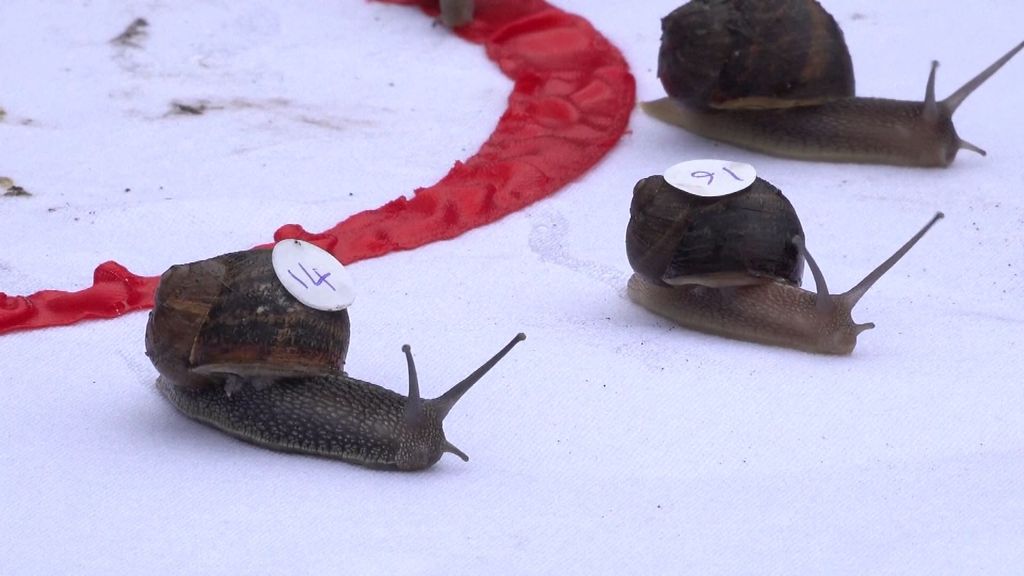 Is dit de sloomste race ooit?