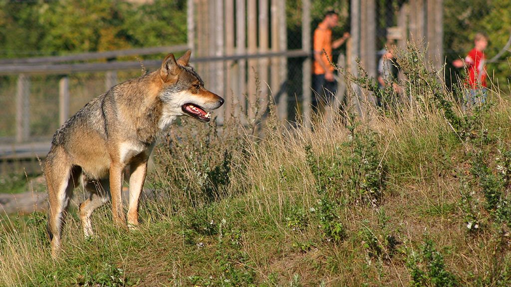 Hoe gevaarlijk is de wolf? En wat als je er een tegenkomt?