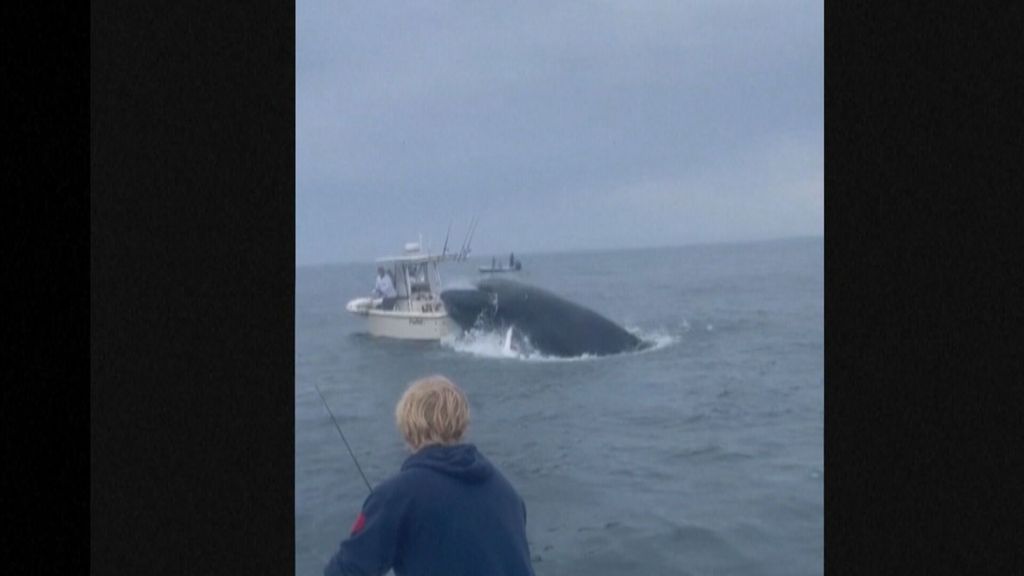 Walvis springt op boot in de Verenigde Staten