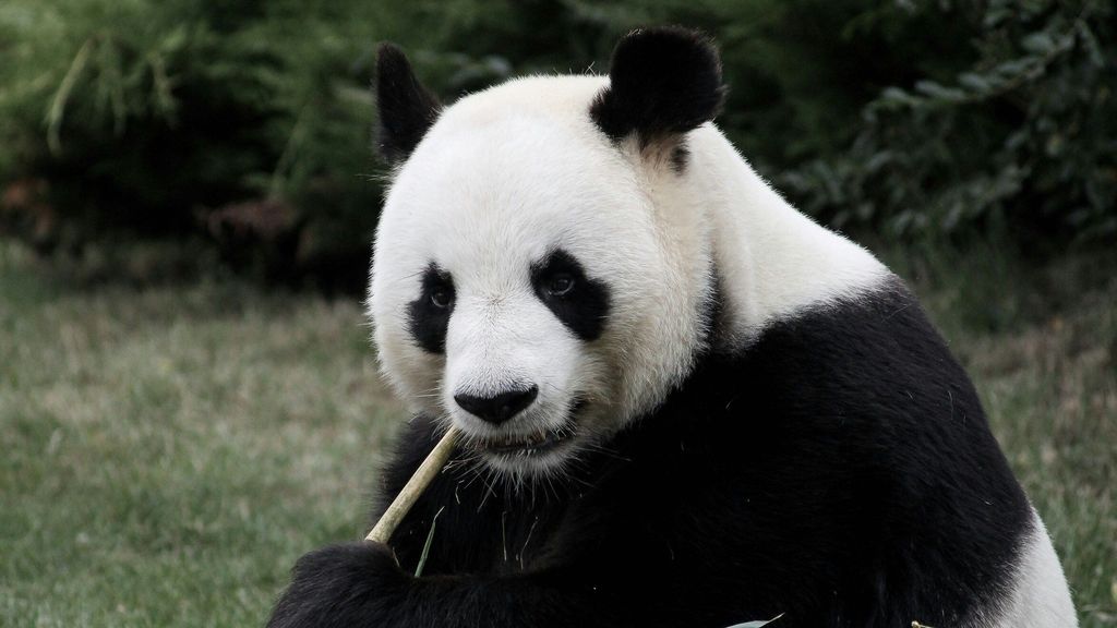 Het gaat beter met de panda: 'Aan de poep zien we dat er jonkies zijn'