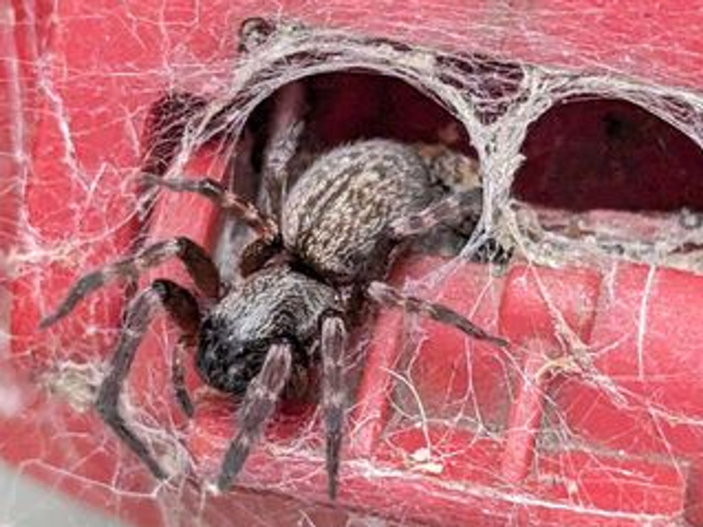 Gigantische Australische Spin Alleen In Australië: Gigantische